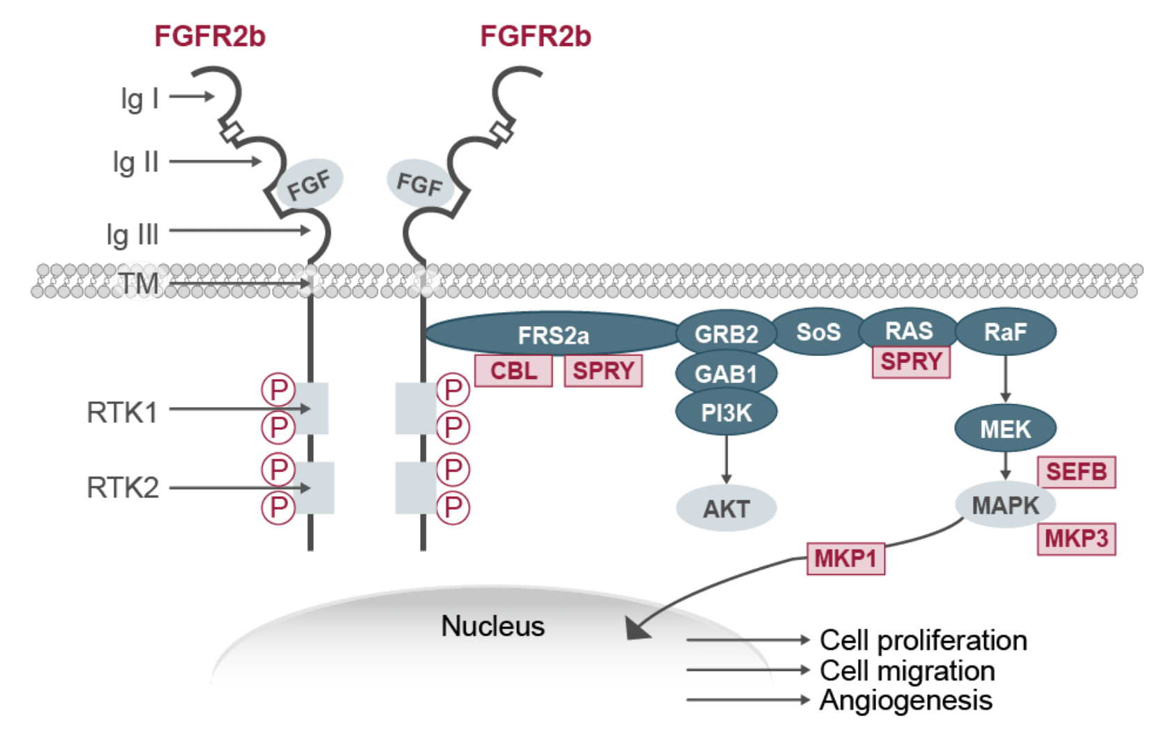 Emerging Biomarkers in 1L gastric/GEJ Cancers | FGFR2b.com